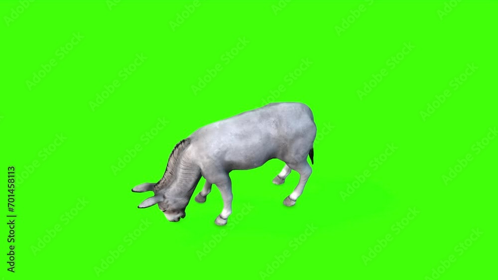 A 3d donkey eating hay top view animation on Green Screen, 4k Donkey ...