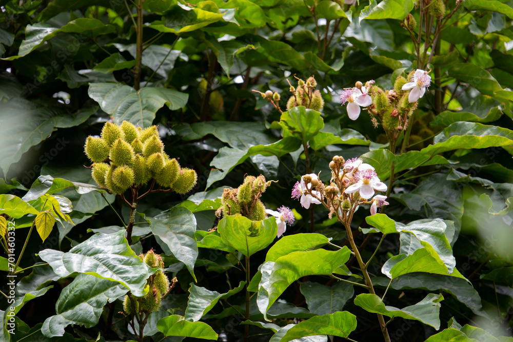 Flor do urucuzeiro, árvore cujo fruto é o urucum, de onde se extrai o ...