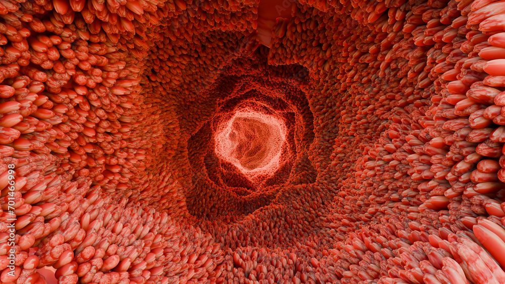 intestinal villi, Red microvilli in a intestinal tract. close-up ...