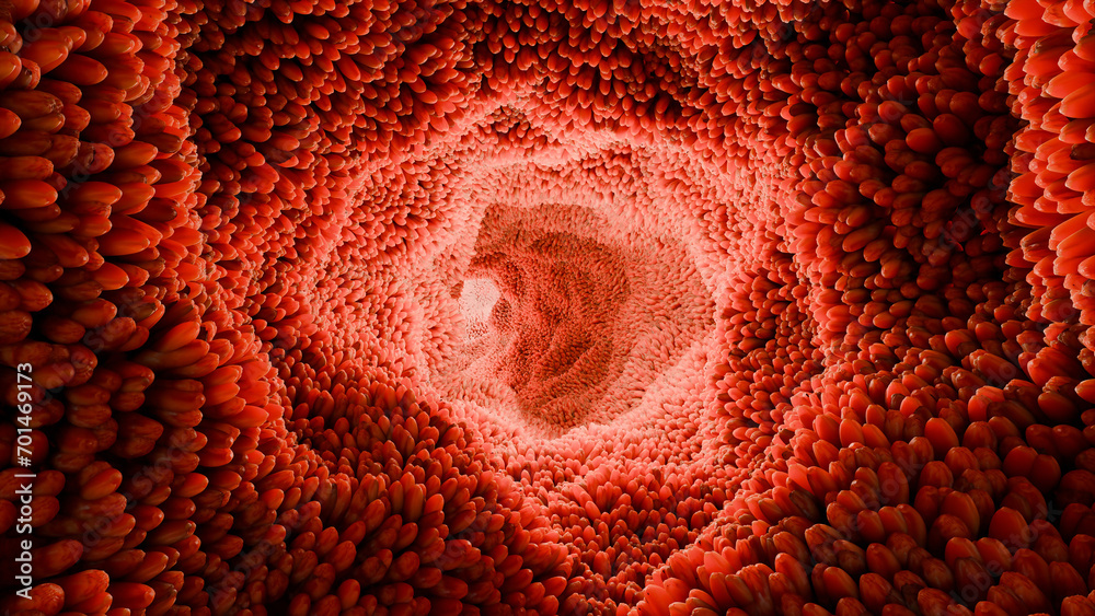 intestinal villi.Red microvilli in a intestinal tract. close-up ...
