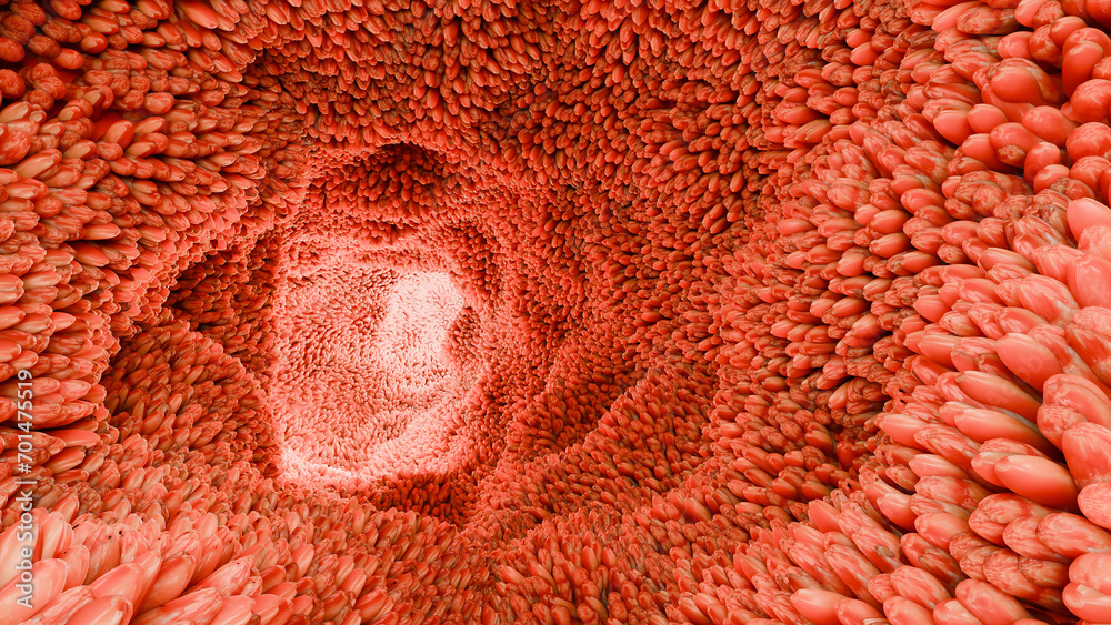 intestinal villi, Red microvilli in a intestinal tract. close-up ...