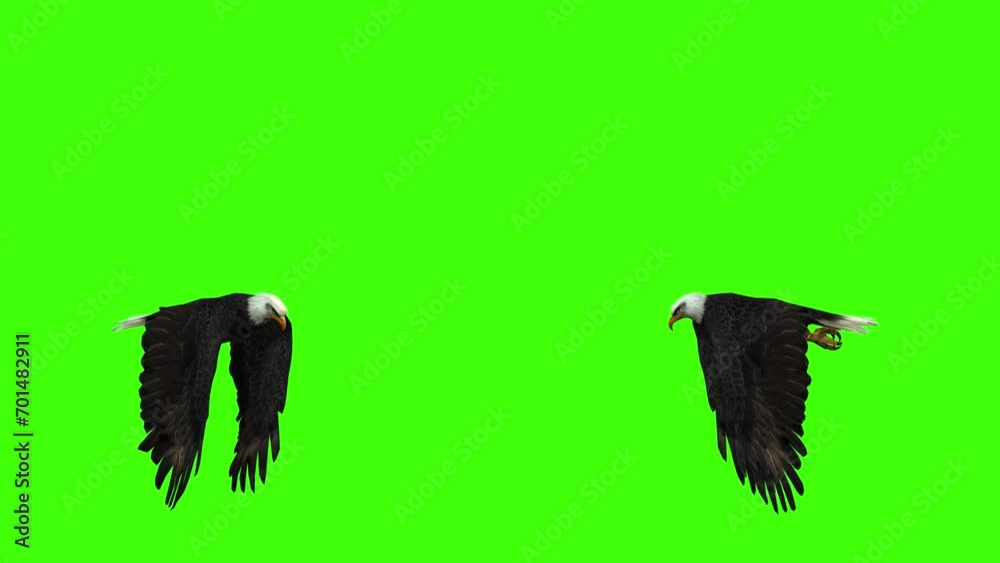 3D Bald American Eagle flying loop animation with walk cycle side view ...