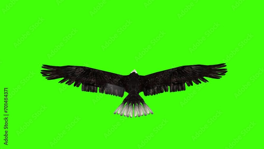 3D back view of Eagle flying loop animation on green screen, bald Eagle ...