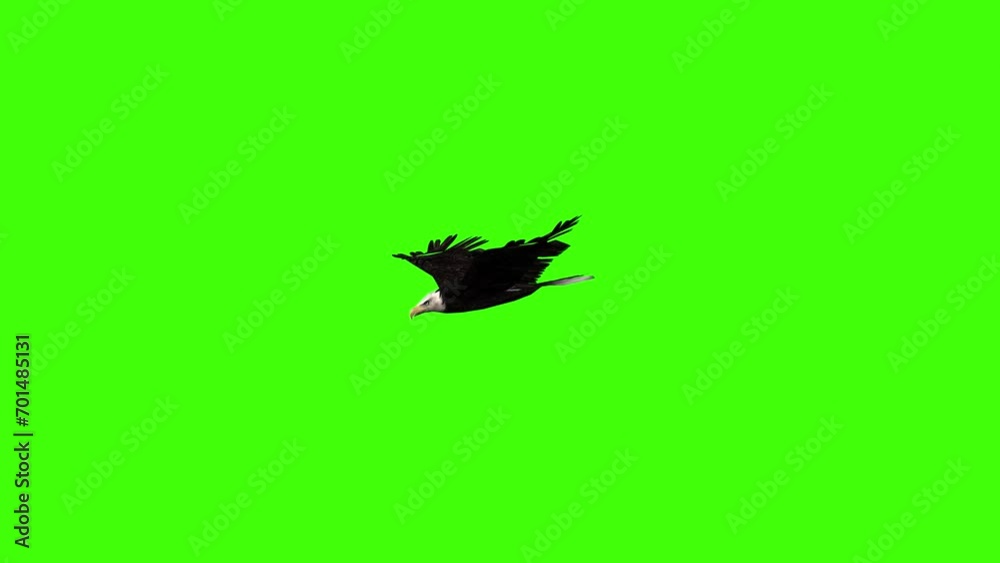 4k Animated Eagle came from one side and went out from the other side ...