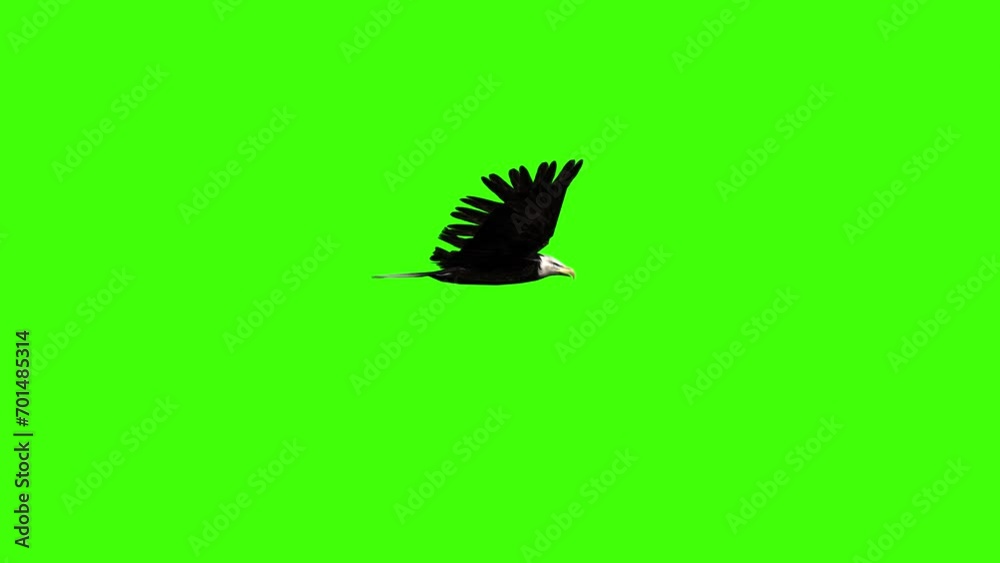 4k Animated Eagle came from one side and went out from the other side ...