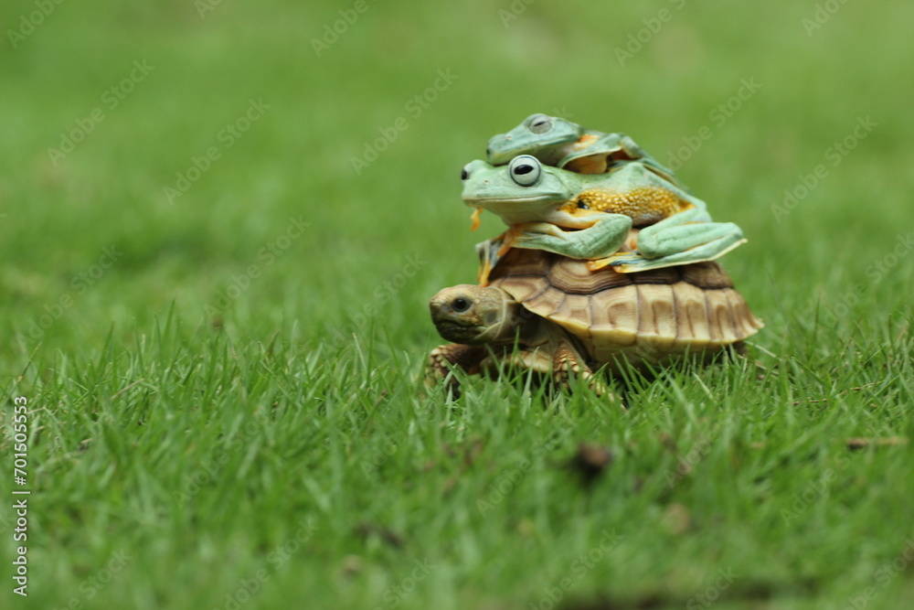 turtle, sulcata, frog, flying frog, green frog, a cute sulcata turtle ...