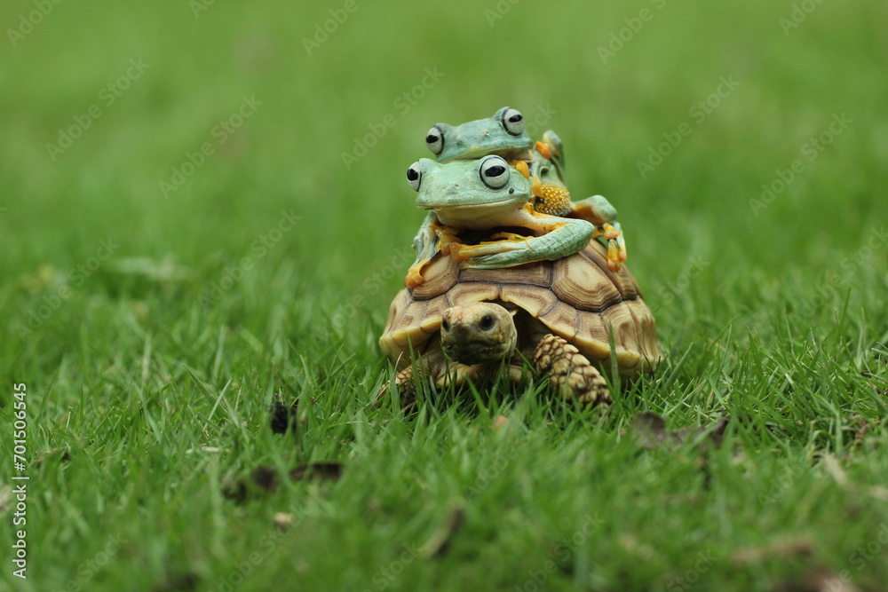 turtle, sulcata, frog, flying frog, green frog, a cute sulcata turtle ...