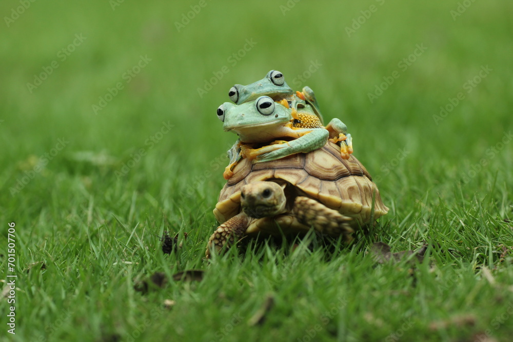 turtle, sulcata, frog, flying frog, green frog, a cute sulcata turtle ...