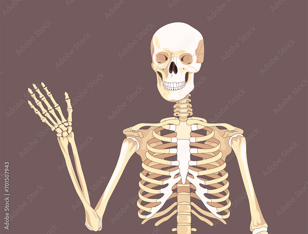 Human skeleton with with a raised hand vector illustration Stock Vector ...
