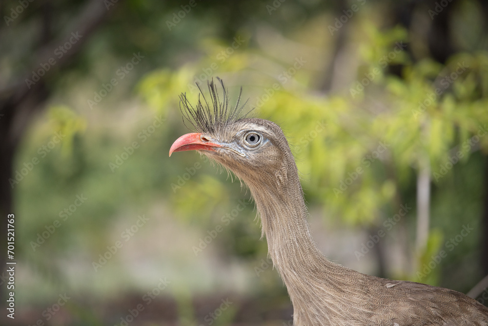 Cariamidae, Cariama cristata. A seriema is a cariamiform bird from the ...