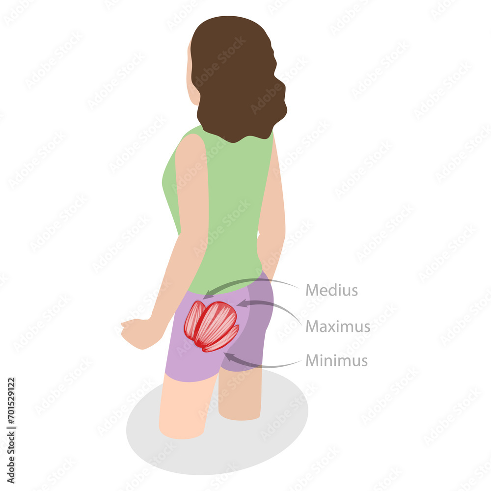 Poster 3D Isometric Flat Illustration of Major Glute Muscles ...