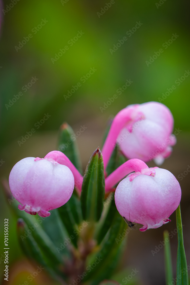 Bog rosemary, a species of flowering plant in the heath family ...