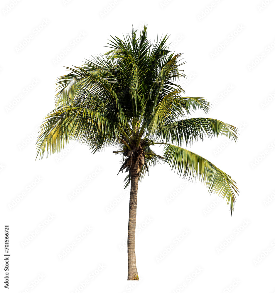 Coconut tree on transparent background with clipping path and alpha ...