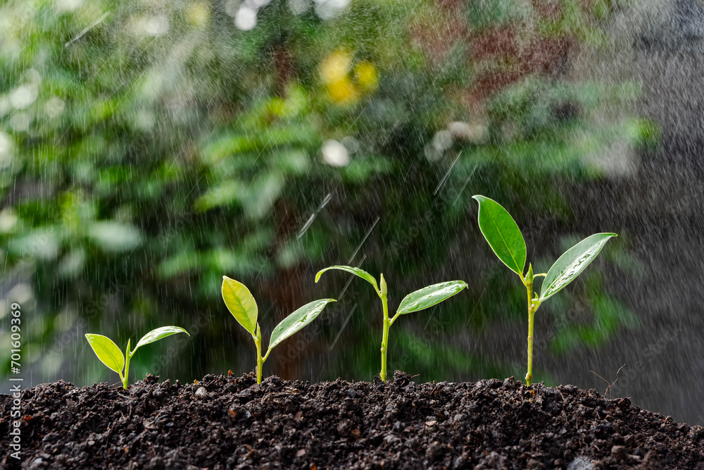 Young plants growing in the rain. The plants are green and healthy, and ...