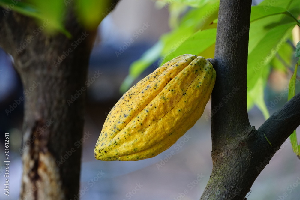 The cacao tree is a plant that can grow and grow well in tropical ...