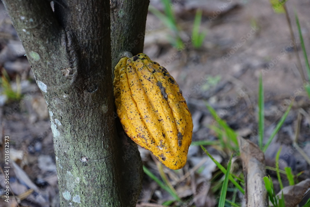 The cacao tree is a plant that can grow and grow well in tropical ...