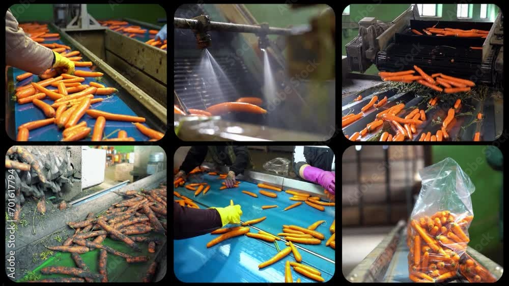 Postharvest Handling of Carrots in Packing House Facility. Commercial ...