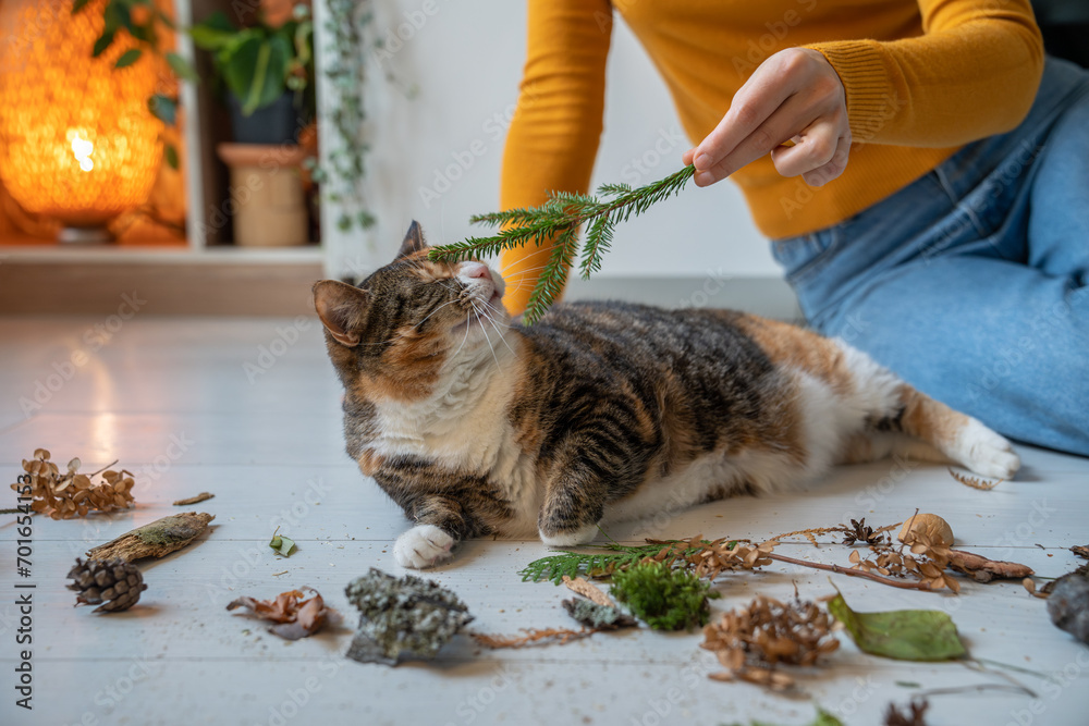 Curious playful cat sniffing spruce branch lying on floor in room ...