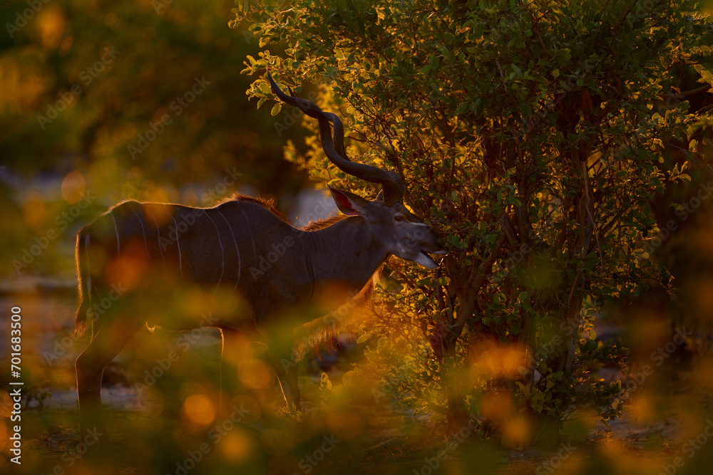 Kudu sunset in the orange evening vegetation, hidden in the forest ...