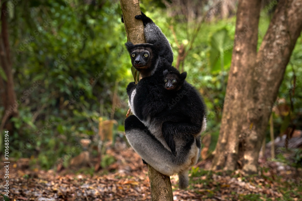 Poster Wildlife Madagascar, indri monkey portrait, Madagascar endemic ...