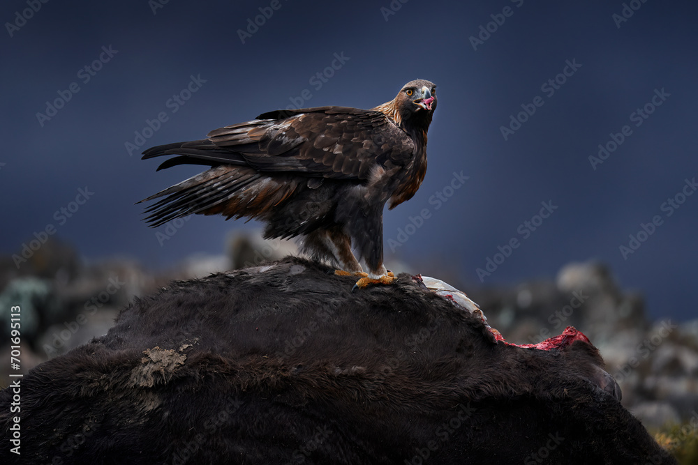 Eagle with cow calf carcass. Golden eagle, stone, Rhodopes mountain ...