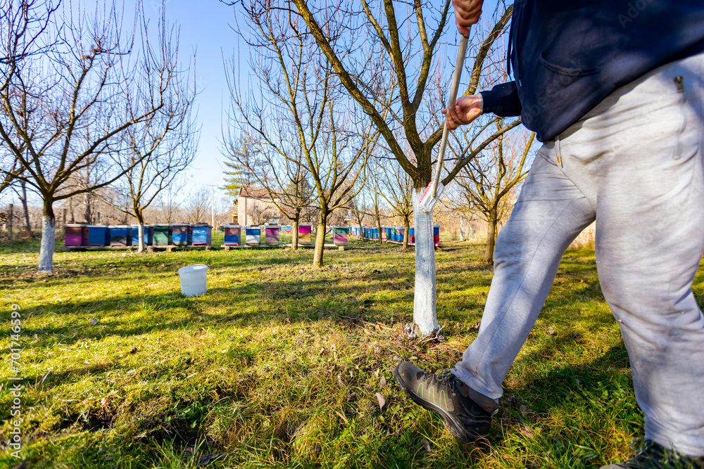 Gardener is liming of trunks, fruit trees in the orchard, disinfecting ...