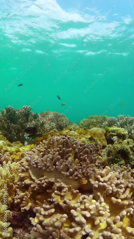 Colorful fish and coral reefs. Underwater life with tropical fish ...