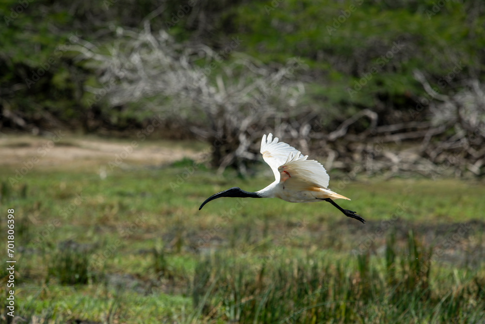 Threskiornis melanocephalus is a species of ibis from the ibis family ...