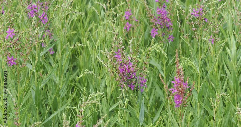 Lythrum salicaria or Purple loosestrife in full pinkish bloom on erect ...