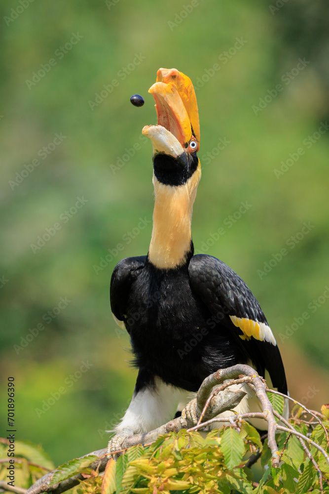 Closeup portrait of a Great hornbil, great Indian hornbill or great ...