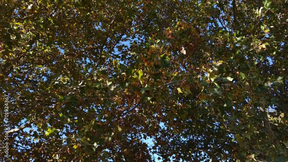 The air moves the leaves of the tree with a great density of branches ...