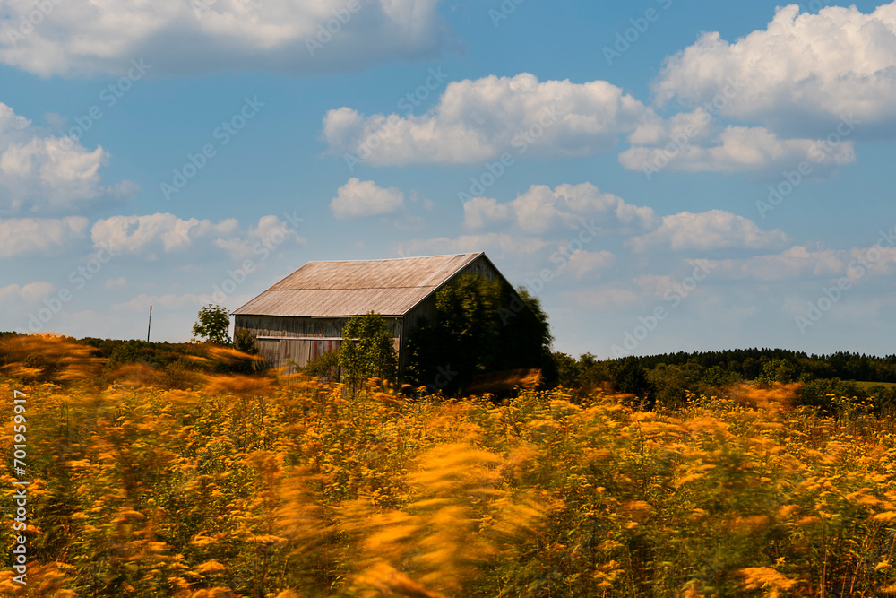 Goldenrod, a prolific flowering plant with masses of golden flowers, is ...