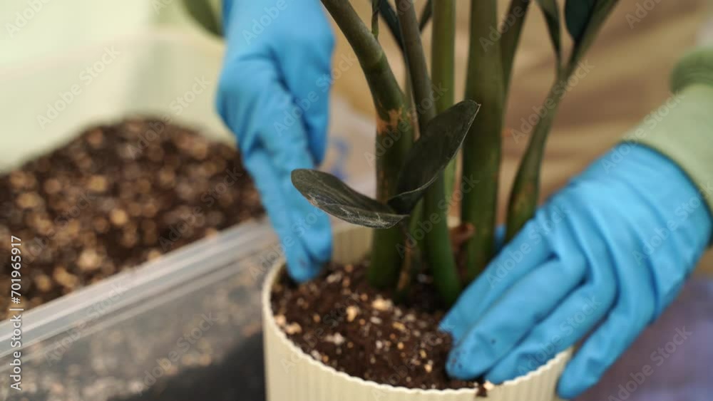 Vidéo Stock Gardener girl transplants zamiokulkas raven home garden ...