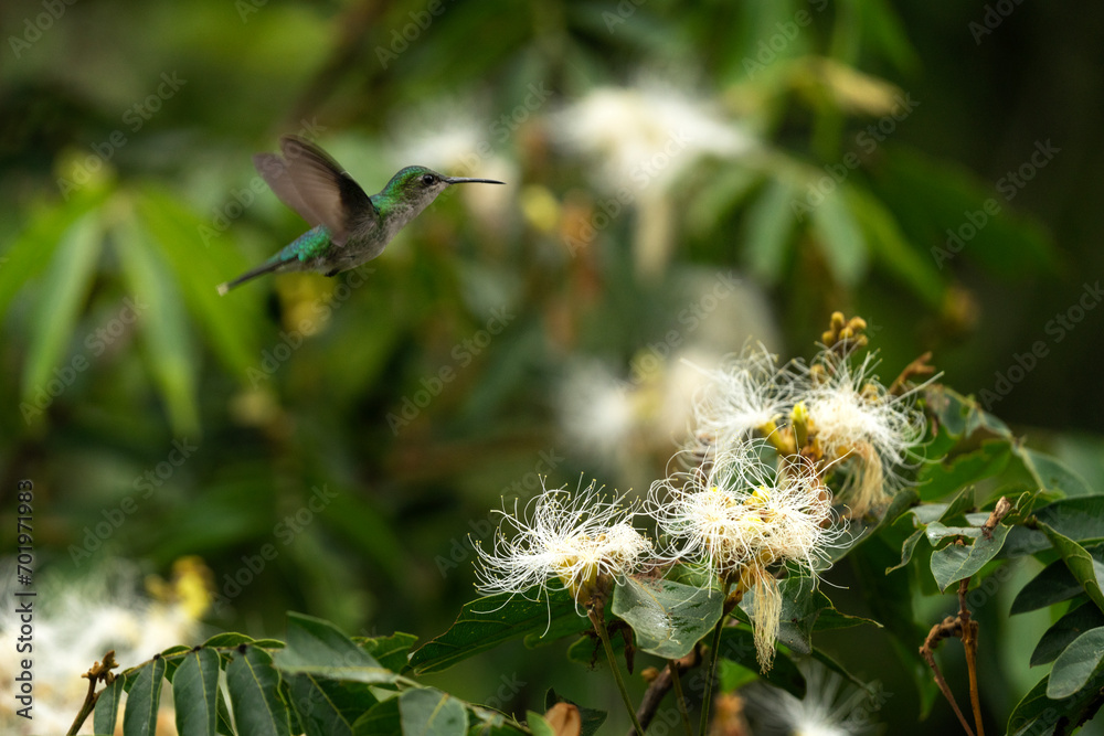 Versicoloured emerald is drawing nectar from the bloom. Chrysuronia ...