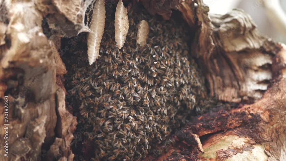 bee hive in a red gum tree hollow on a farm in australia. native bee ...