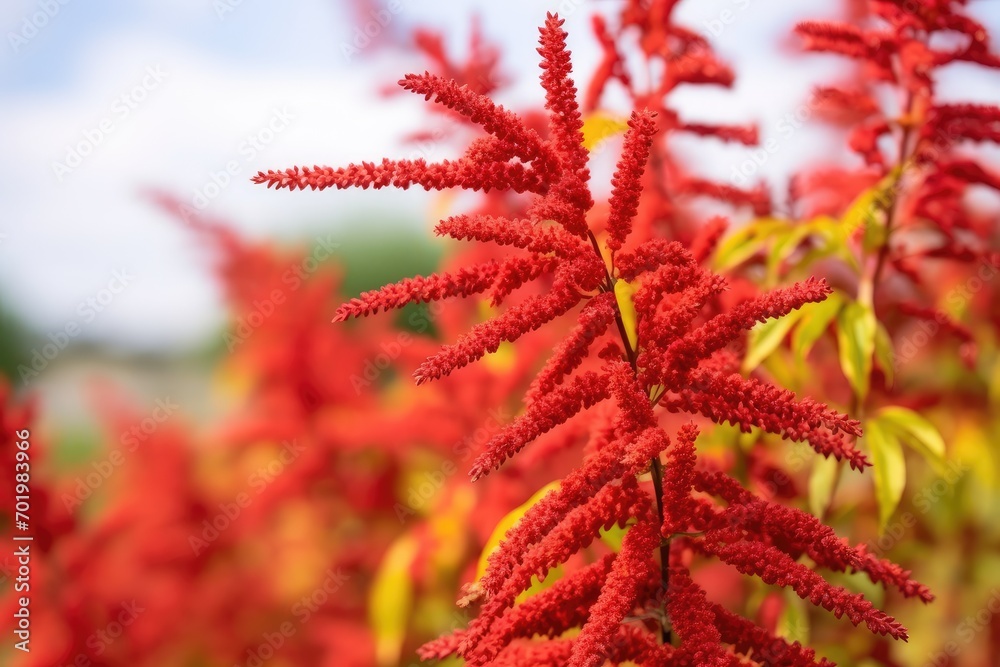 Fluffy or horned sumac an ornamental Rhus typhina with red flowers also ...