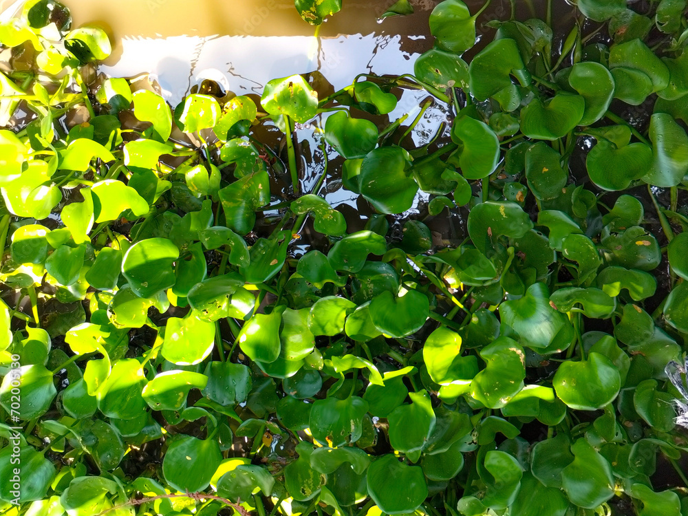 Water hyacinth (Eichornia crassipes) is a type of floating aquatic ...
