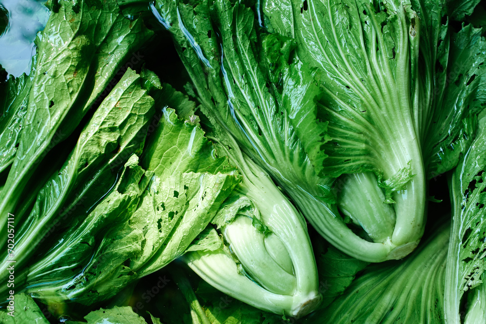 Fresh green Chinese mustard from garden. Chinese mustard green soaked ...