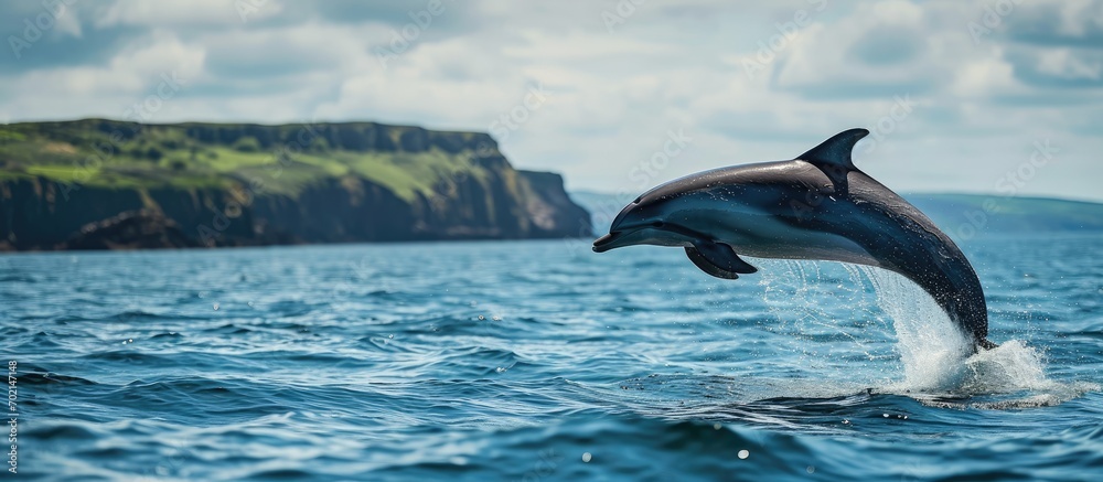 Common dolphin delphinius delphis leaping clear of the water during a ...