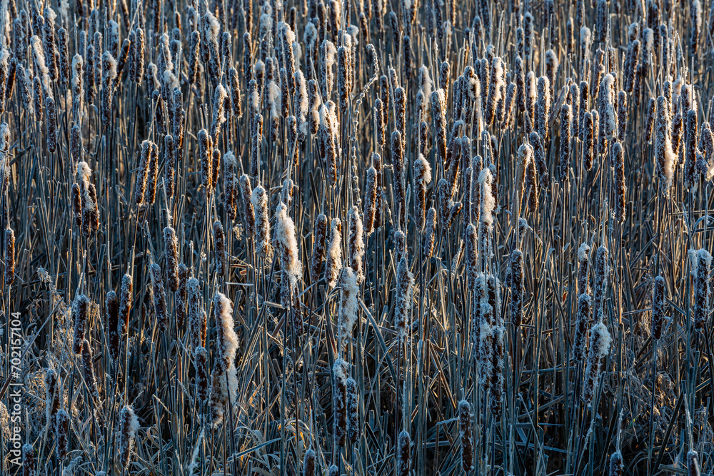 Typha latifolia. Broadleaf cattail plants, with their inflorescences ...