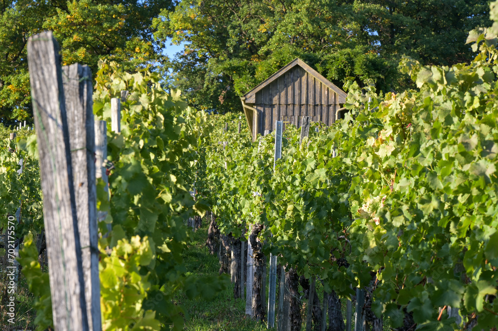 Only the top of the old woodshed at the vineyard still protrudes above ...