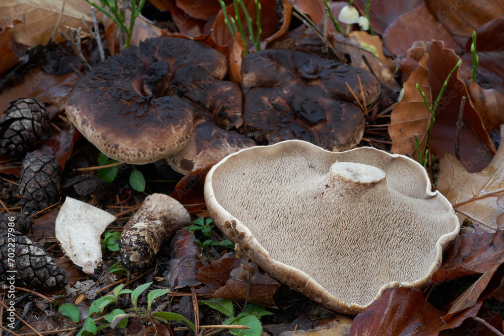 Edible mushroom Sarcodon squamosus in the pine forest. Known as Scaly ...