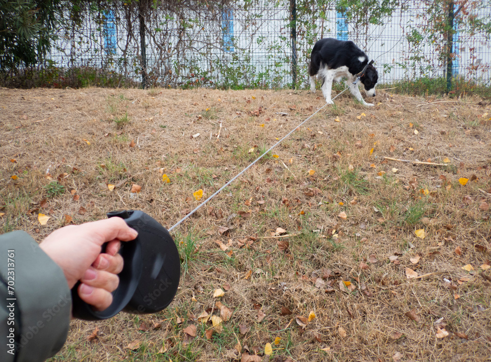 Perro olfateando mientras pasea ligado de una correa Stock Photo ...