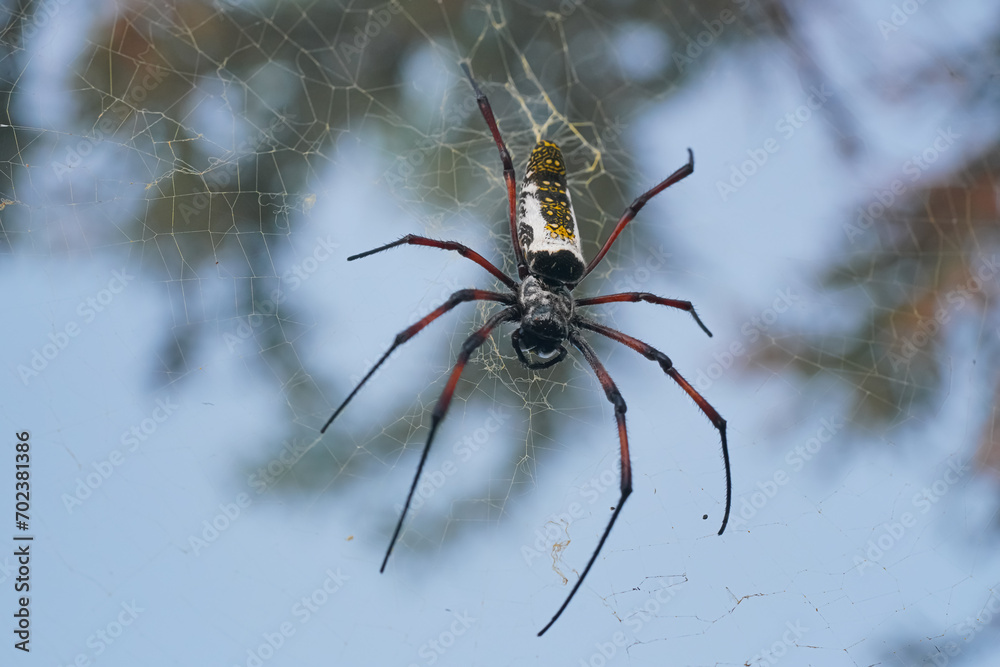 Red legged golden orb weaver spider female - Nephila inaurata ...