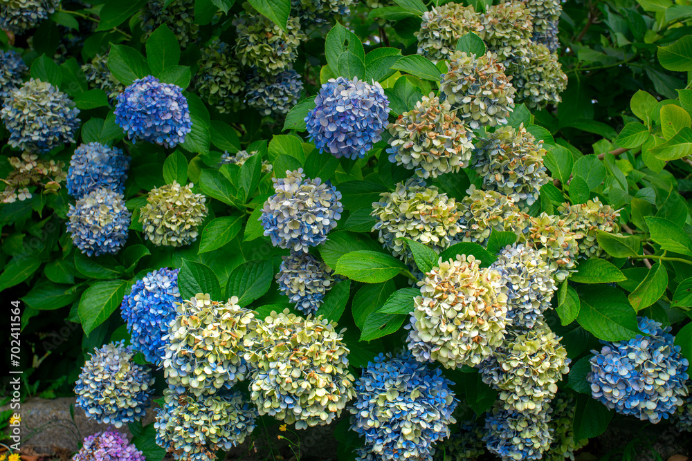 Japanese Hydrangea, or Ajisai, typically bloom during the rainy season ...