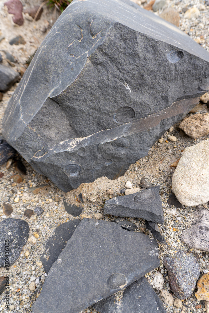 Bivalve fossils in Valley of Ten Thousand Smokes, Katmai National Park ...