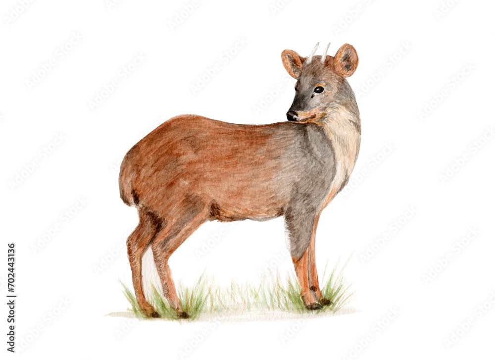Ilustración en acuarela de Pudú (Pudu puda) Mamíferos de Chile. Stock Illustration | Adobe Stock