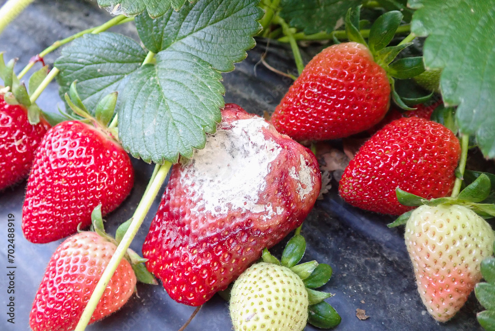 moldy, strawberry, powdery, mildew, moldy strawberry, powdery mildew ...