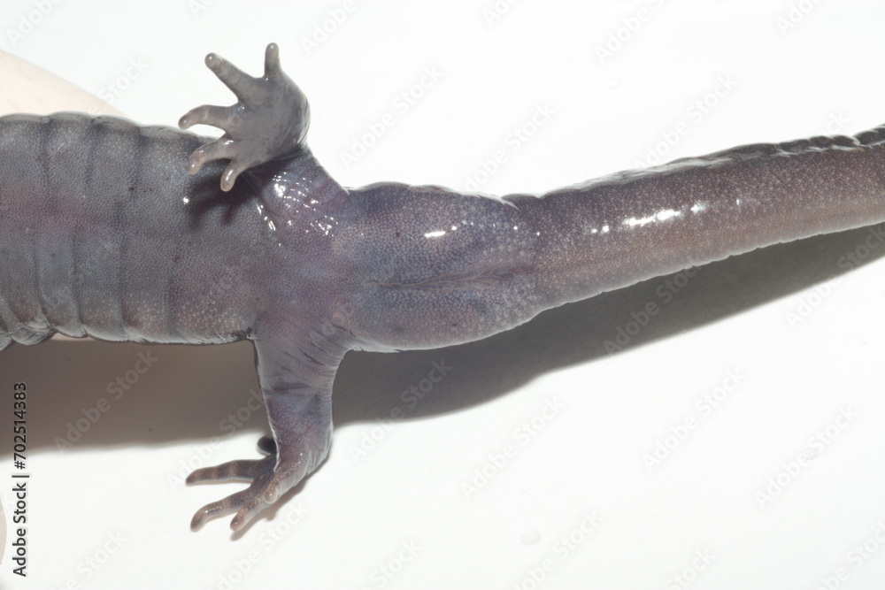 Close-up of the cloaca of a male spotted salamander (Ambystoma ...