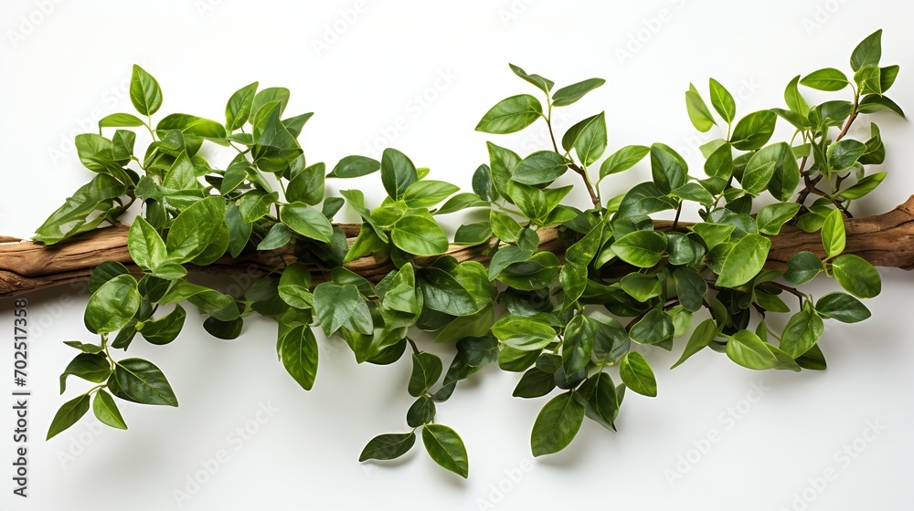 Twisted jungle vines climbing plant isolated on white background. Green ...